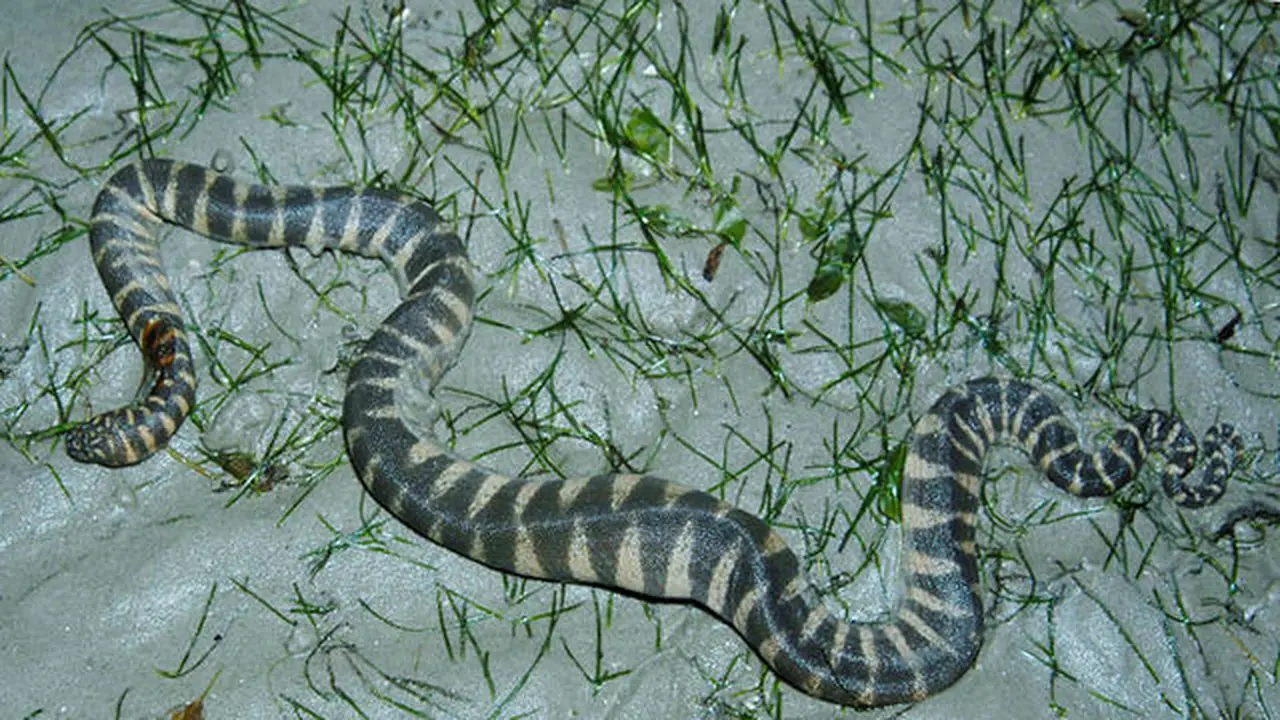 10 Jenis Ular yang Suka Ditemukan Bersarang di Rumah, Kenali Tanda ...