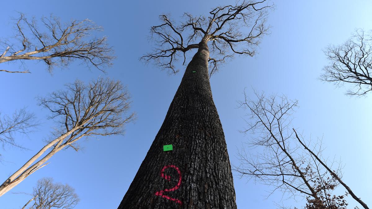 FOTO: Prancis Tebang Pohon Berusia 200 Tahun untuk Rekonstruksi ...