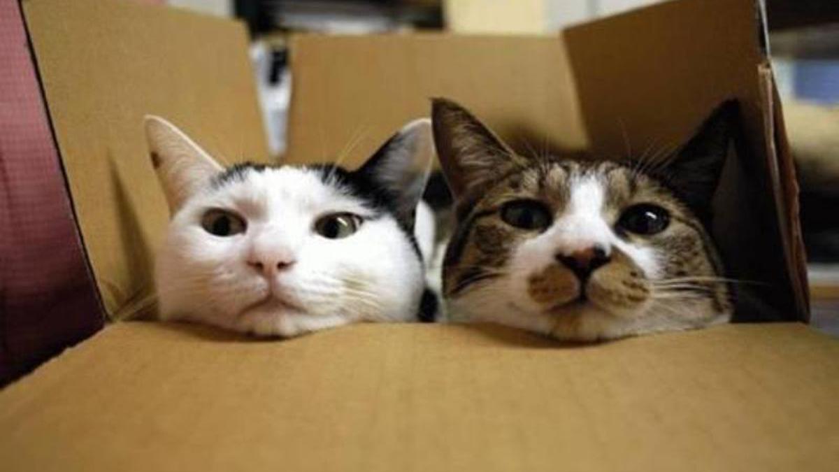 7 Alasan Ilmiah Pelihara Kucing Baik untuk Anda - Health Liputan6.com