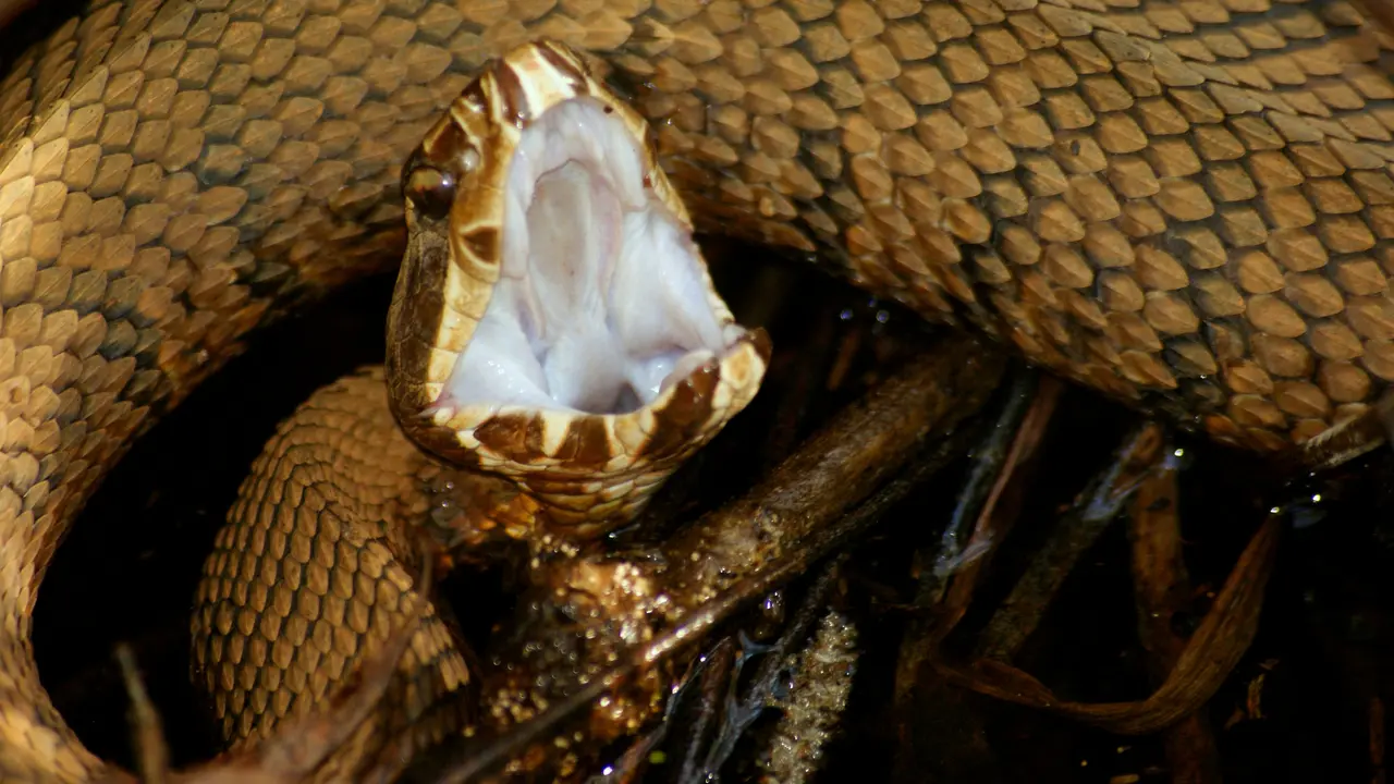 Bikin Kaget, Ular Ditemukan Melilit di Tiang Jalanan - Global Liputan6.com