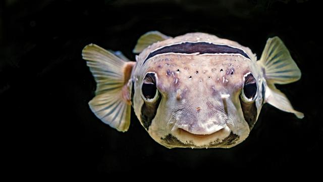 10 Fakta Menakjubkan Ikan Buntal, Ikan Paling Beracun di Bumi hingga ...