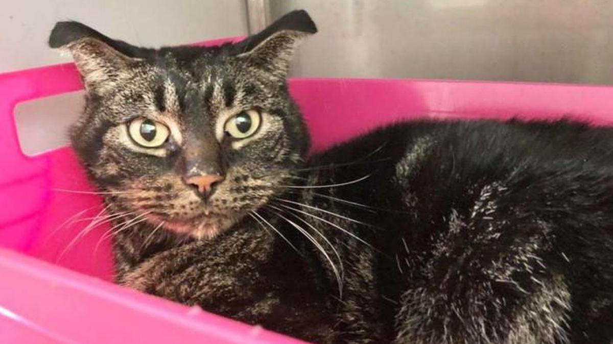 Kisah Kucing Ajaib, Bertahan 52 Hari Meski Terkurung di Rumah ...