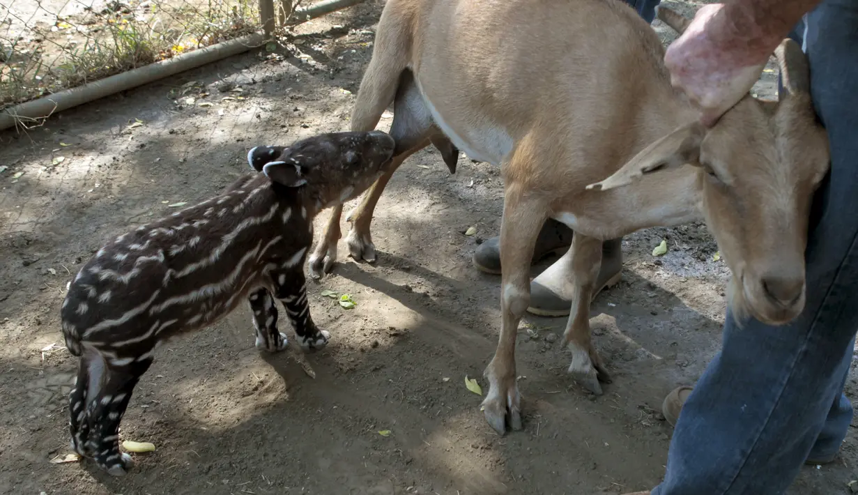 Lucu, Anak Tapir Ini Menyusu Pada Kambing - Foto Liputan6.com