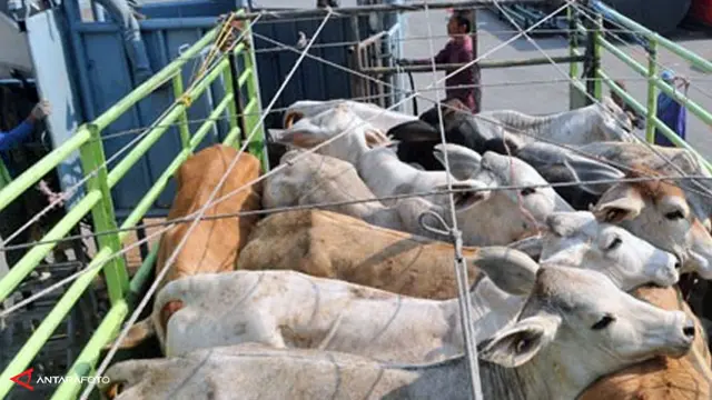 Hentikan Ekspor Sapi ke RI, Australia Rugi Rp 456,3 Miliar - Bisnis ...