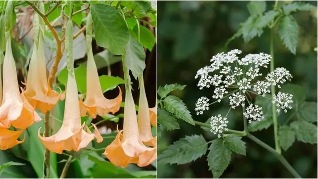 6 Tanaman Paling Beracun di Dunia, Salah Satunya Ada di Indonesia - Hot ...