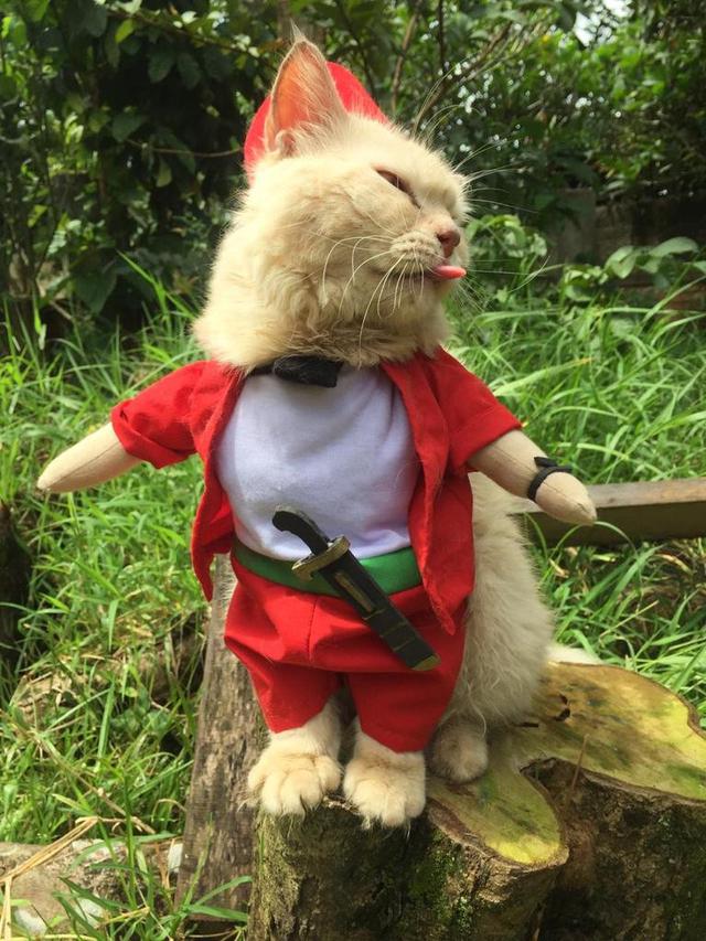 6 Potret Kucing Pakai Kostum Berbagai Profesi Ini Bikin Ketawa Geli ...