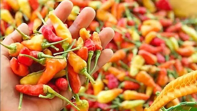 Harga Tomat Anjlok, Cabai Rawit Merah Masih Rp 60 Ribu per Kg - Bisnis Liputan6.com