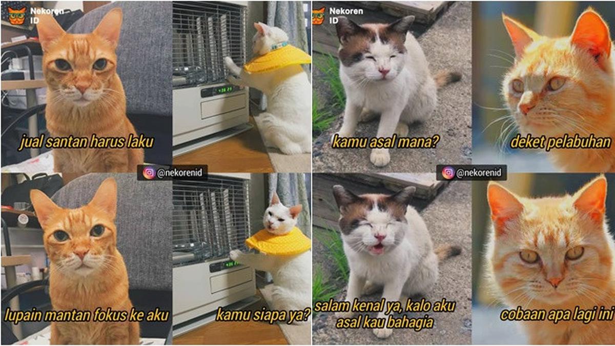 7 Meme Kucing Saat PDKT Ini Kocak Bikin Ngakak - Hot Liputan6.com
