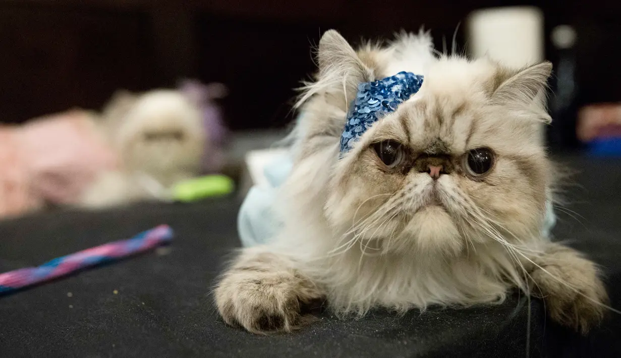 FOTO: Uniknya Fashion Show Kucing di New York - Foto Liputan6.com