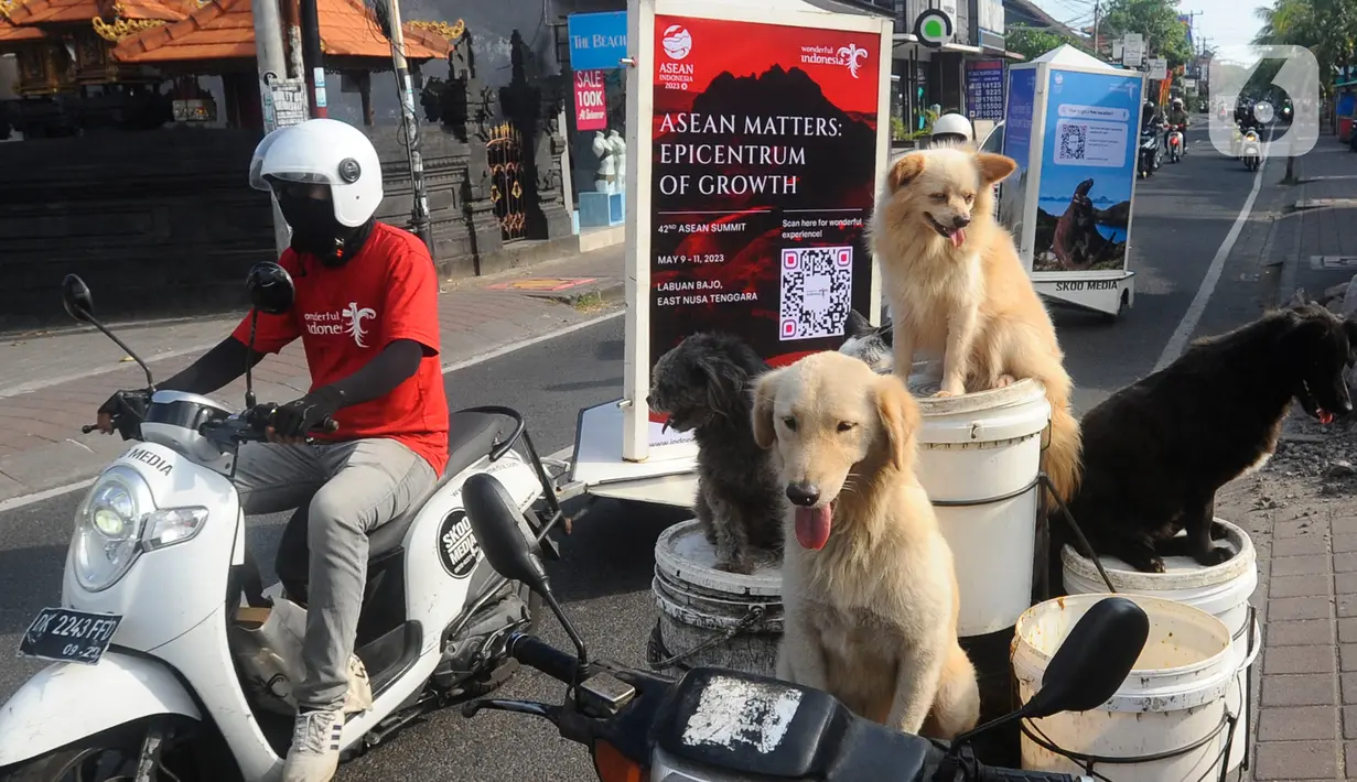 Sehari Bersama Ketut Lelut, Pria di Bali yang Rawat Puluhan Anjing ...