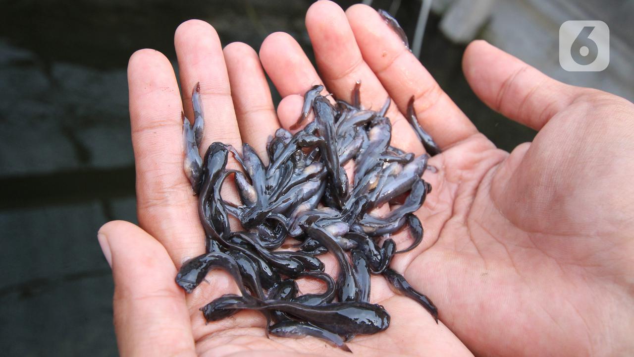 7 Cara Ternak Lele 1 Kolam Terpal 50 Ekor, Cocok di Lahan Sempit untuk ...