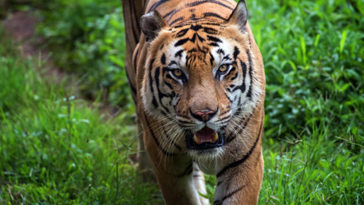 Kebun Binatang di China Tuai Kontroversi, Jual Urine Harimau yang ...