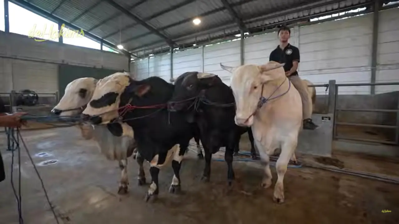 Penampakan 4 Sapi Jumbo Raffi Ahmad untuk Kurban Idul Adha 2025, Irfan Hakim Borong di Setia ...