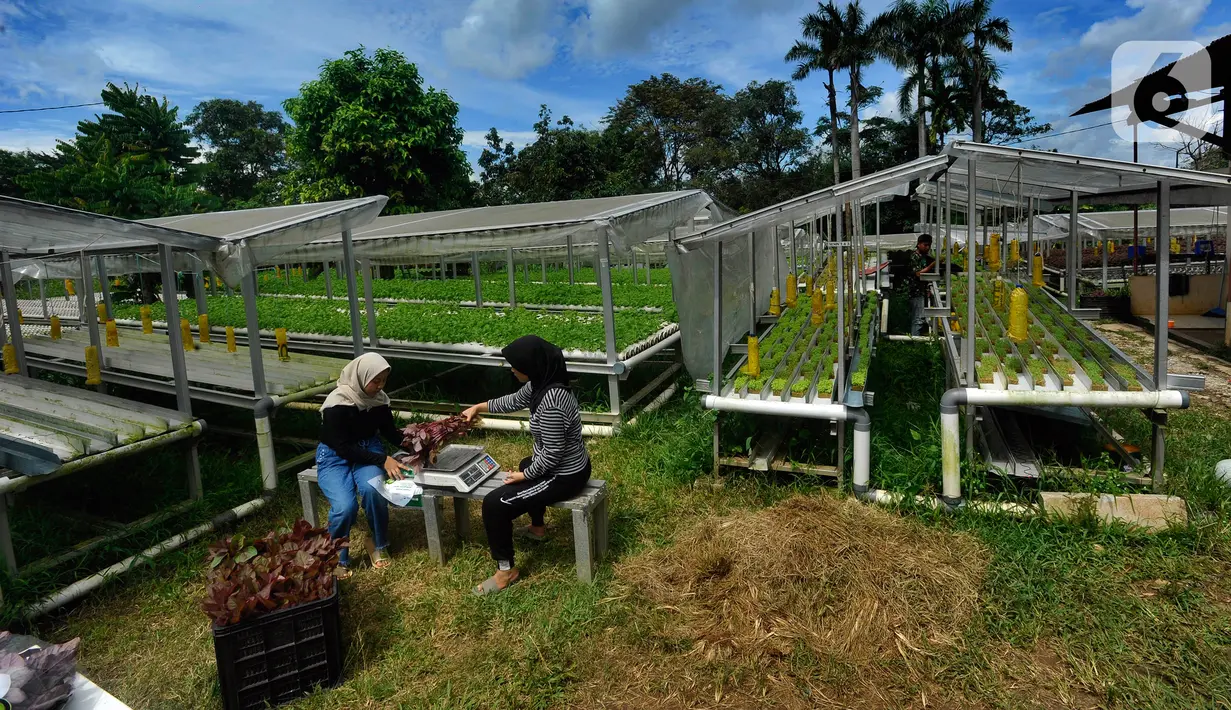 Melihat Budidaya Bayam di Kebun Hidroponikita Depok - Foto Liputan6.com