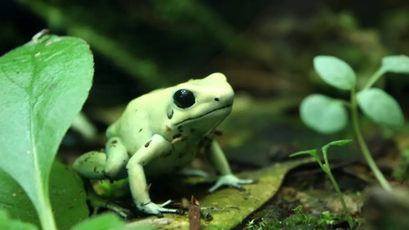 Unik, Ilmuwan Temukan Katak yang Bisa Nyala dalam Gelap