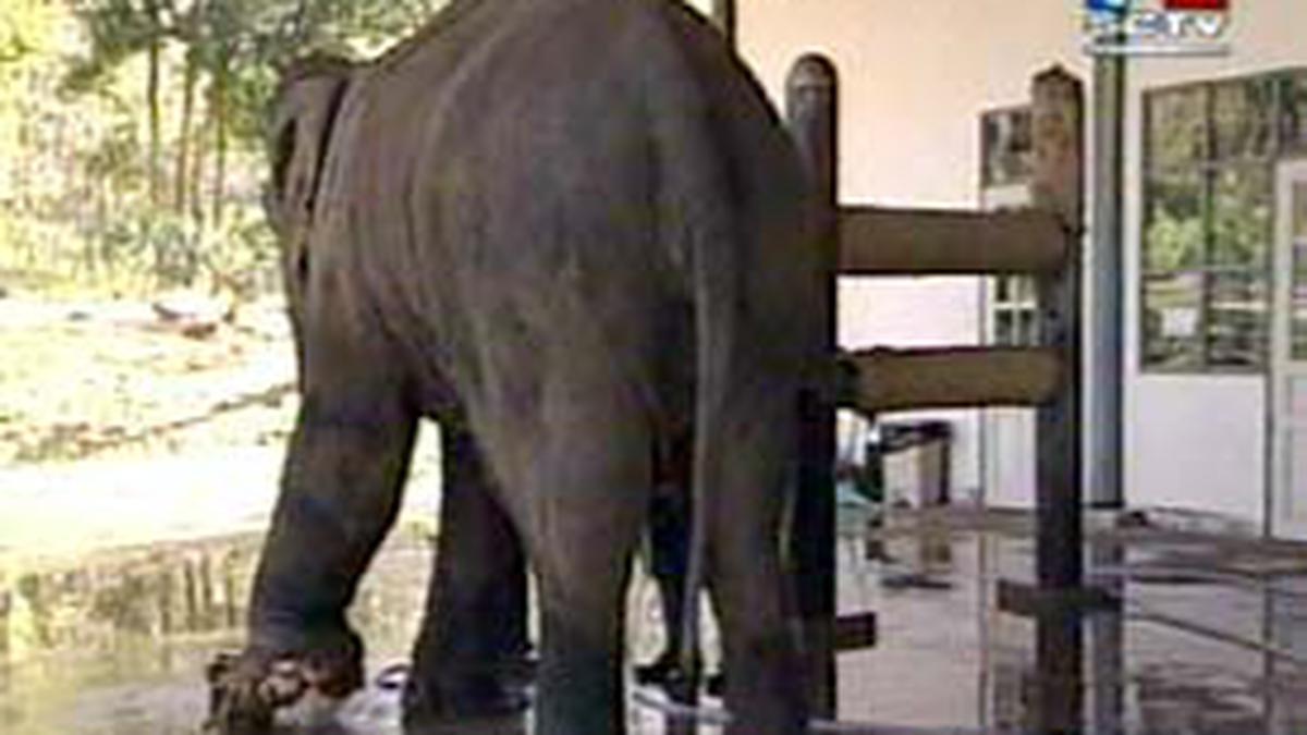 Gajah Terkena Ranjau Darat di Thailand - Global Liputan6.com