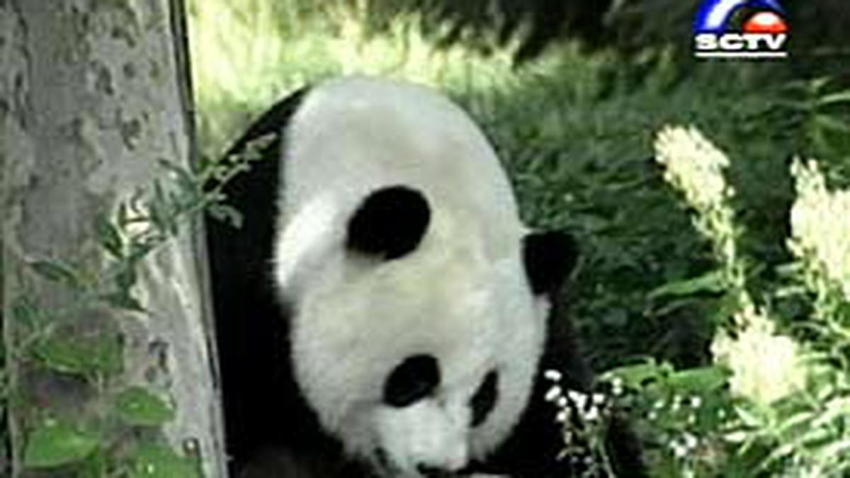 Dua Panda Raksasa Berulang Tahun - Global Liputan6.com