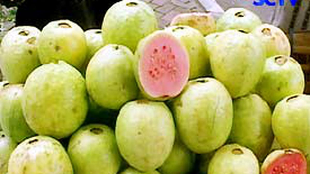 Jambu Merah Tak Bisa Sembuhkan DBD - News Liputan6.com