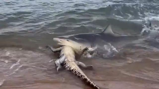 Viral Hiu Serang Buaya, Netizen Indonesia: Bak Perang Suro dan Boyo ...