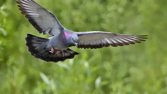 Bawa Surat Ancaman untuk PM India, Burung Merpati Ditahan Aparat ...
