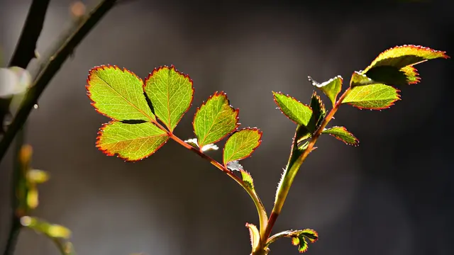 Cara Menanam Bunga Mawar dengan Batang, Mudah Dipraktikkan - Hot ...