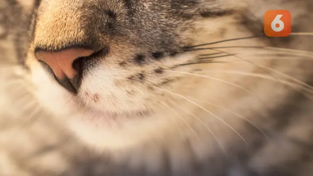 8 Hal Menarik Seputar Hidung Kucing dan Indra Penciuman Kucing ...