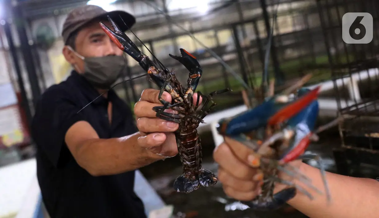 FOTO: Permintaan Lobster Air Tawar Mulai Ramai - Foto Liputan6.com