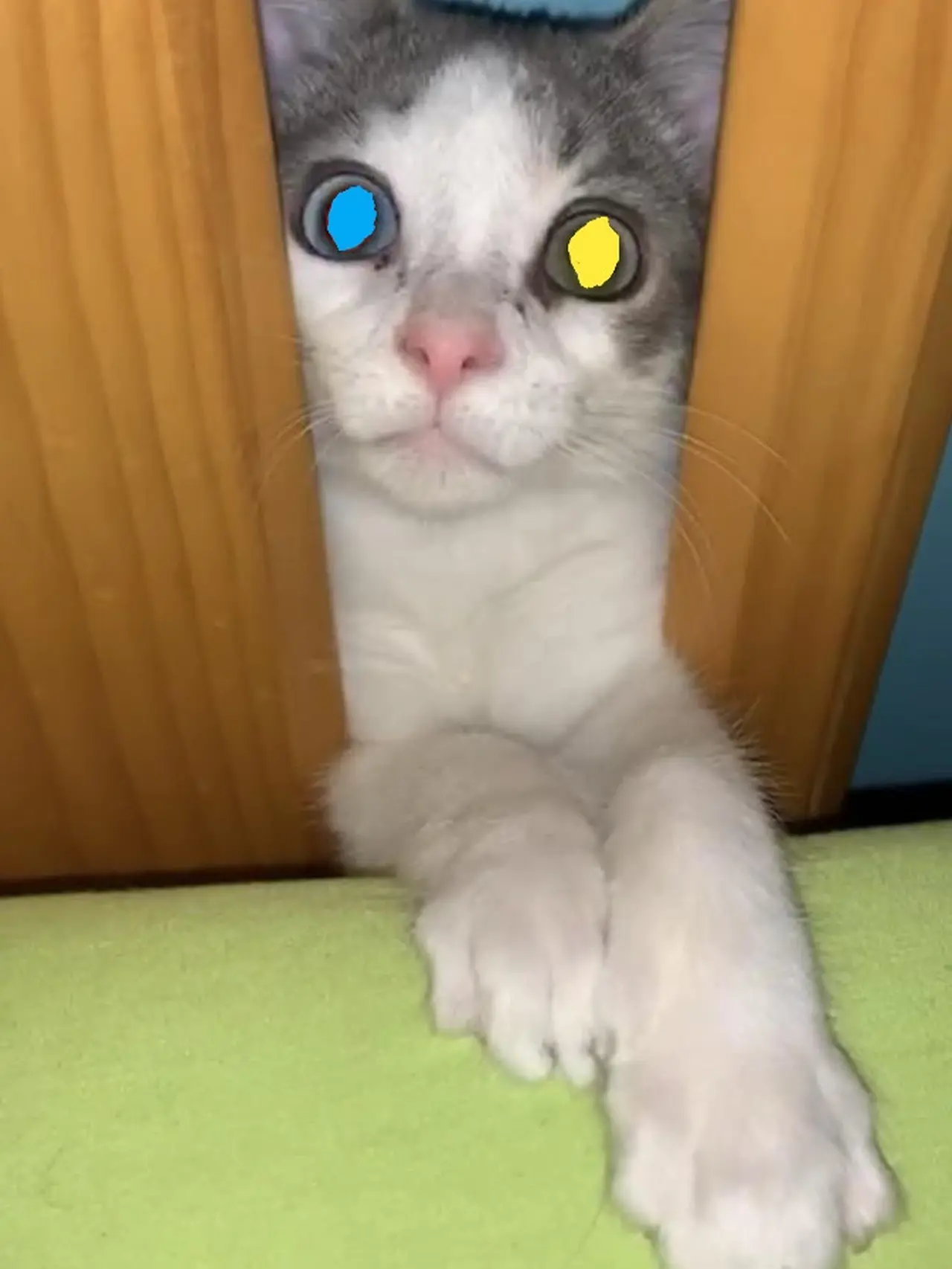 6 Potret Penampakan Mata Kucing Tersorot Cahaya Ini Bikin Kaget - Hot ...