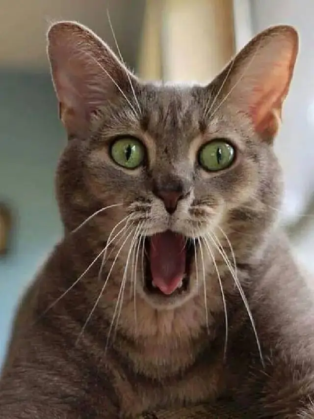 10 Potret Ekspresi Lucu Kucing saat Kaget Ini Bikin Gemas - Hot ...