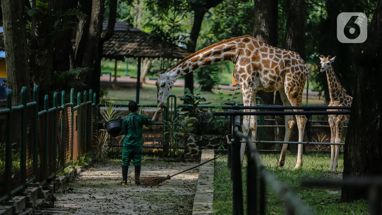 Ini Syarat dan Ketentuan untuk Wisata ke Ragunan - News Liputan6.com