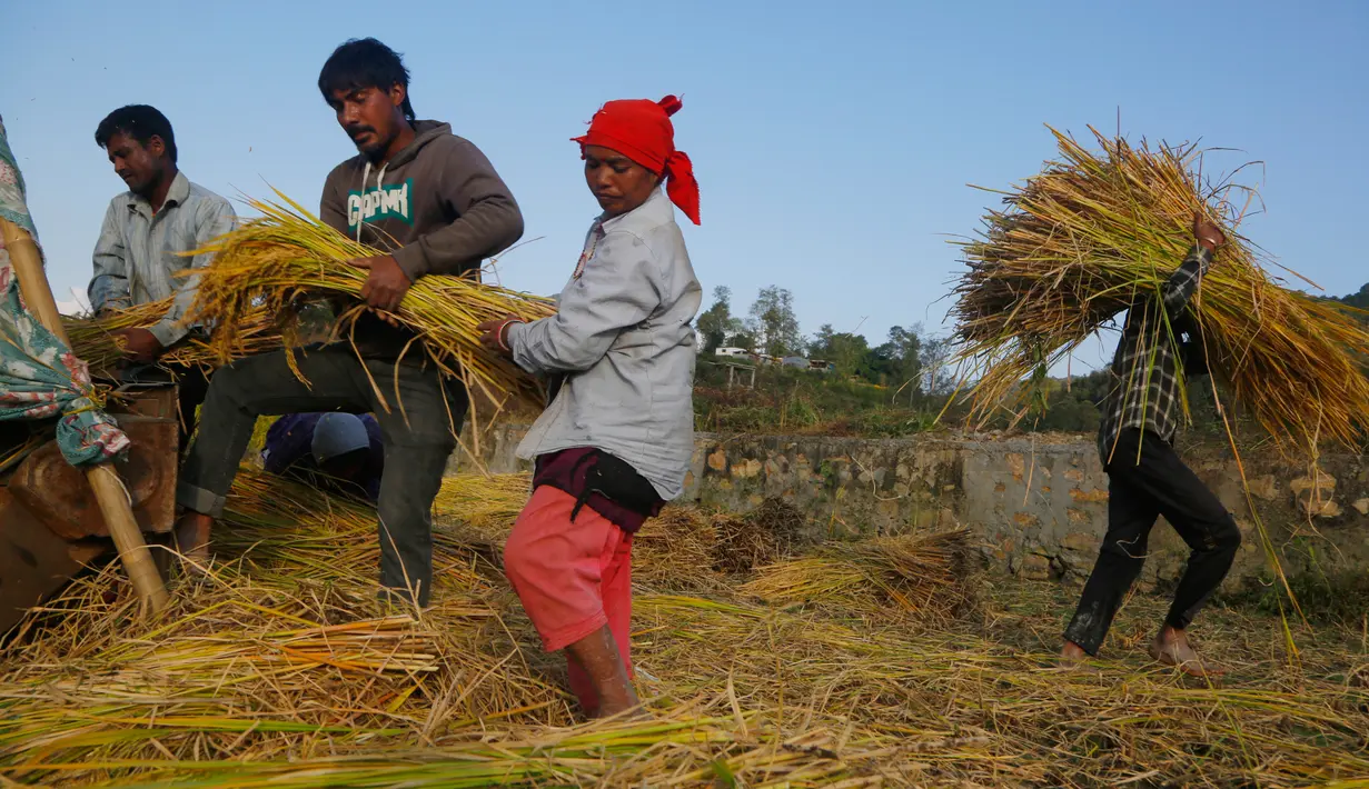 FOTO: Melihat Aktivitas Petani Nepal Memanen Padi - Foto Liputan6.com