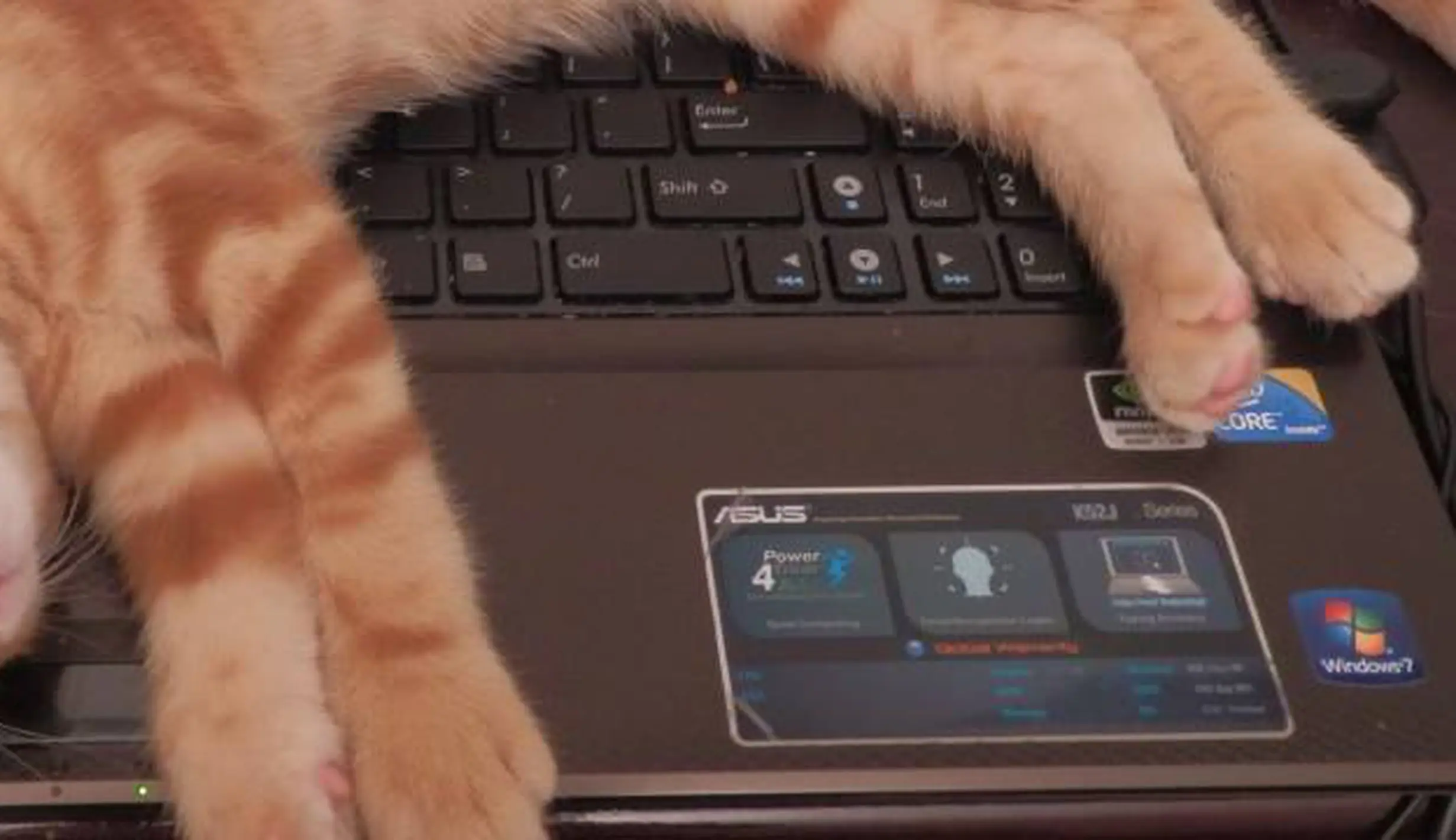 Aksi Imut Para Kucing Yang "Lembur" di Depan Komputer - Photo Fimela.com