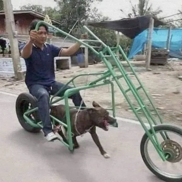 8 Momen Nyeleneh Orang Ajak Anjing Jalan-jalan Ini Bikin Ketawa - Hot ...