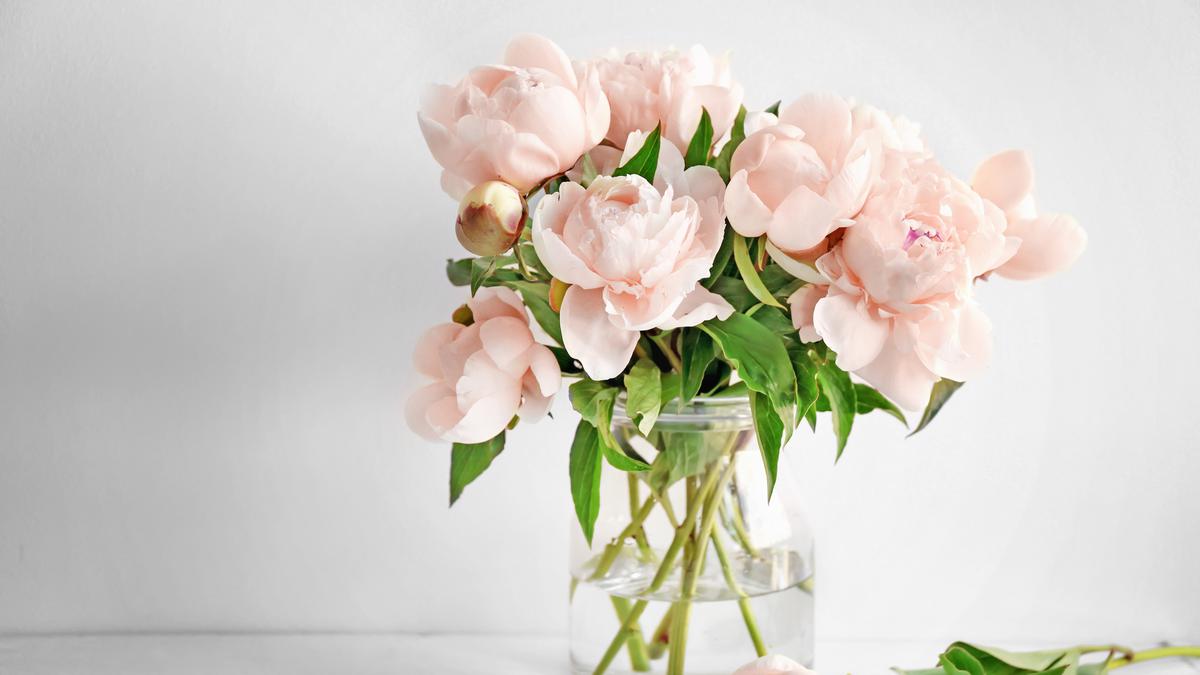 Mengungkap Kepribadian Perempuan Penyuka Bunga Peony!