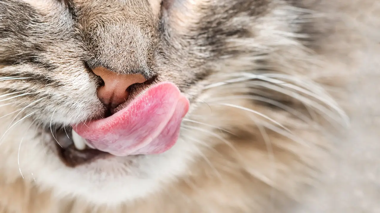 Bahaya Dehidrasi dan Sengatan Matahari, Bikin Hidung Kucing Jadi Kering ...