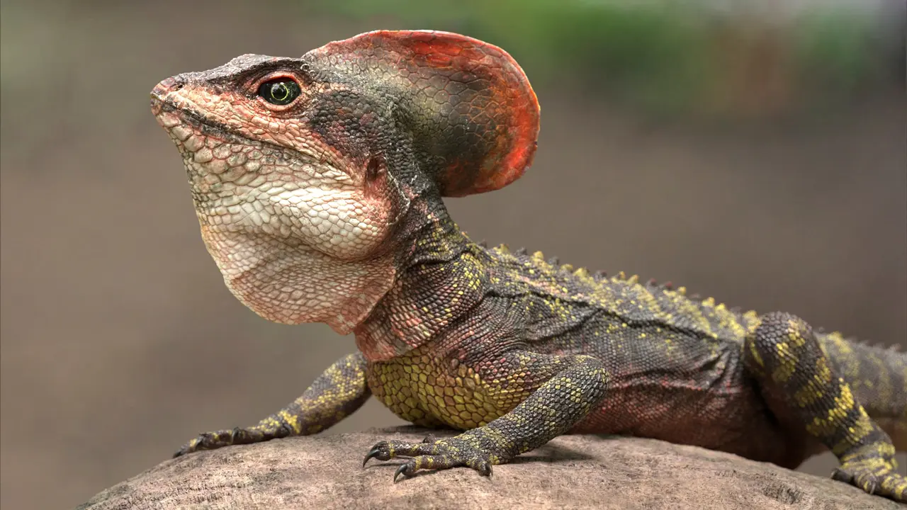 Fakta Kadal Basilisk, Si Pelari Cepat di Permukaan Air - Citizen6 ...