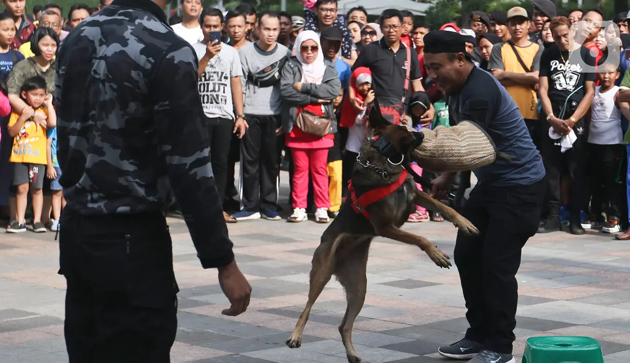 FOTO: Aksi Detasemen K9 Gelar Simulasi Proteksi di HI - Foto Liputan6.com