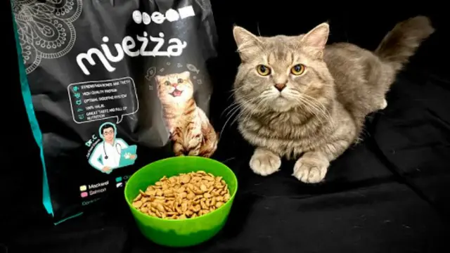 Makanan Kucing Buatan Rumah Lebih Sehat, Benarkah? - Ragam Bola.com