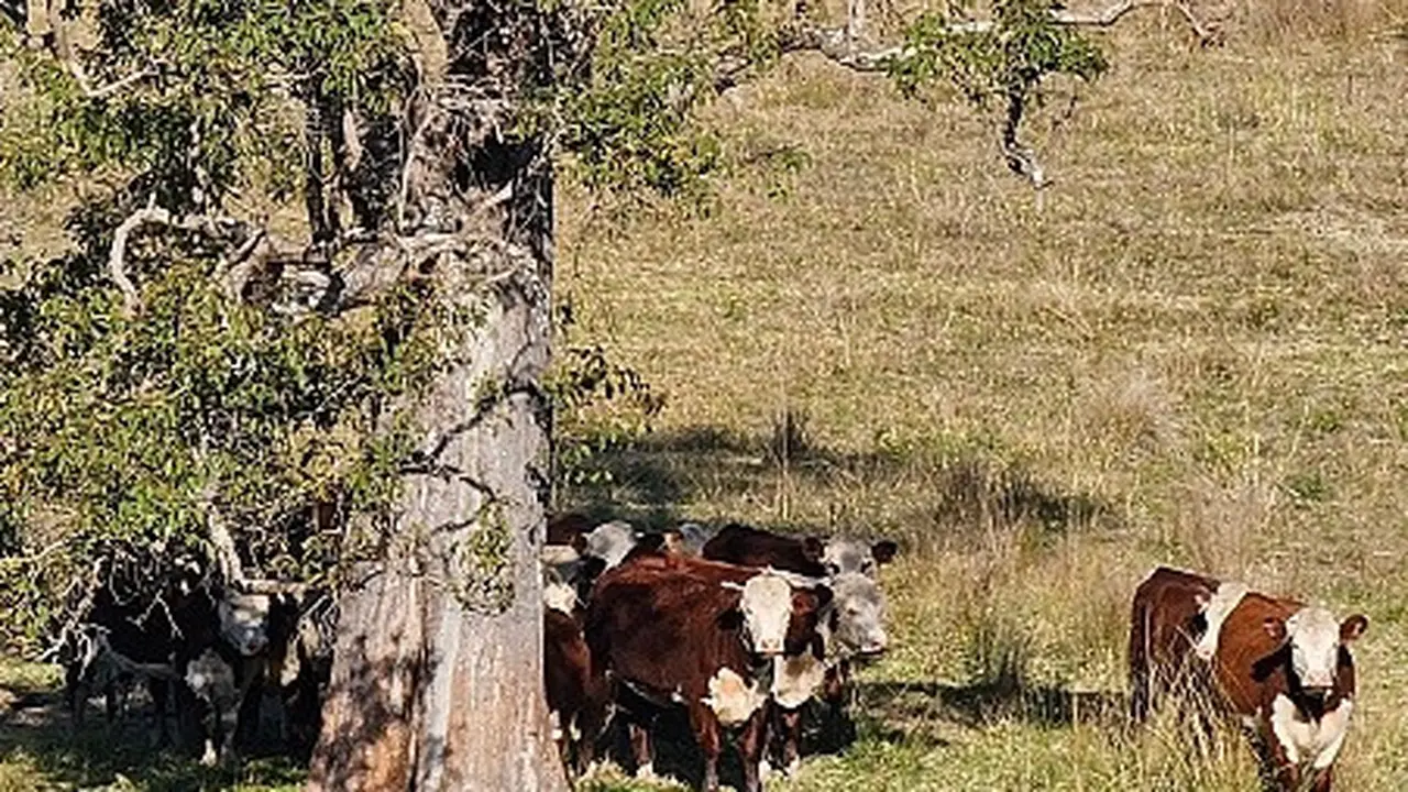 5 Fakta Menarik Daging Sapi Australia yang Harganya Sedang Anjlok ...