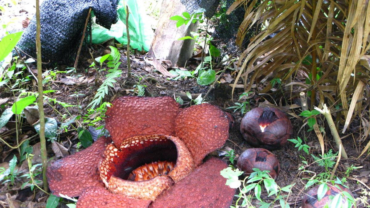 2 Bunga Rafflesia Arnoldii Mekar di Hutan Bengkulu - News Liputan6.com