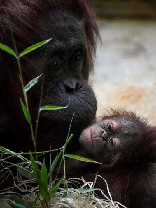 FOTO: Bayi Orangutan Kalimantan yang Terancam Punah Lahir di Paris - Foto Liputan6.com