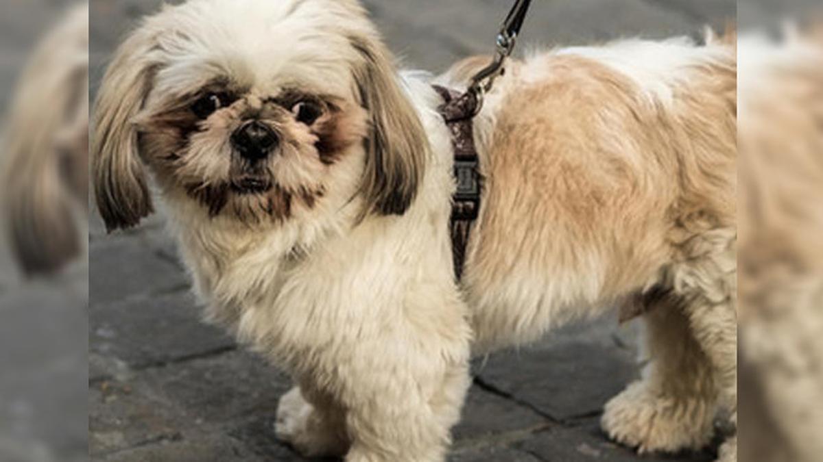 Cemburu, Anjing Gigit Bayi 2 Tahun Setelah Dipeluk Tuannya - Citizen6 ...