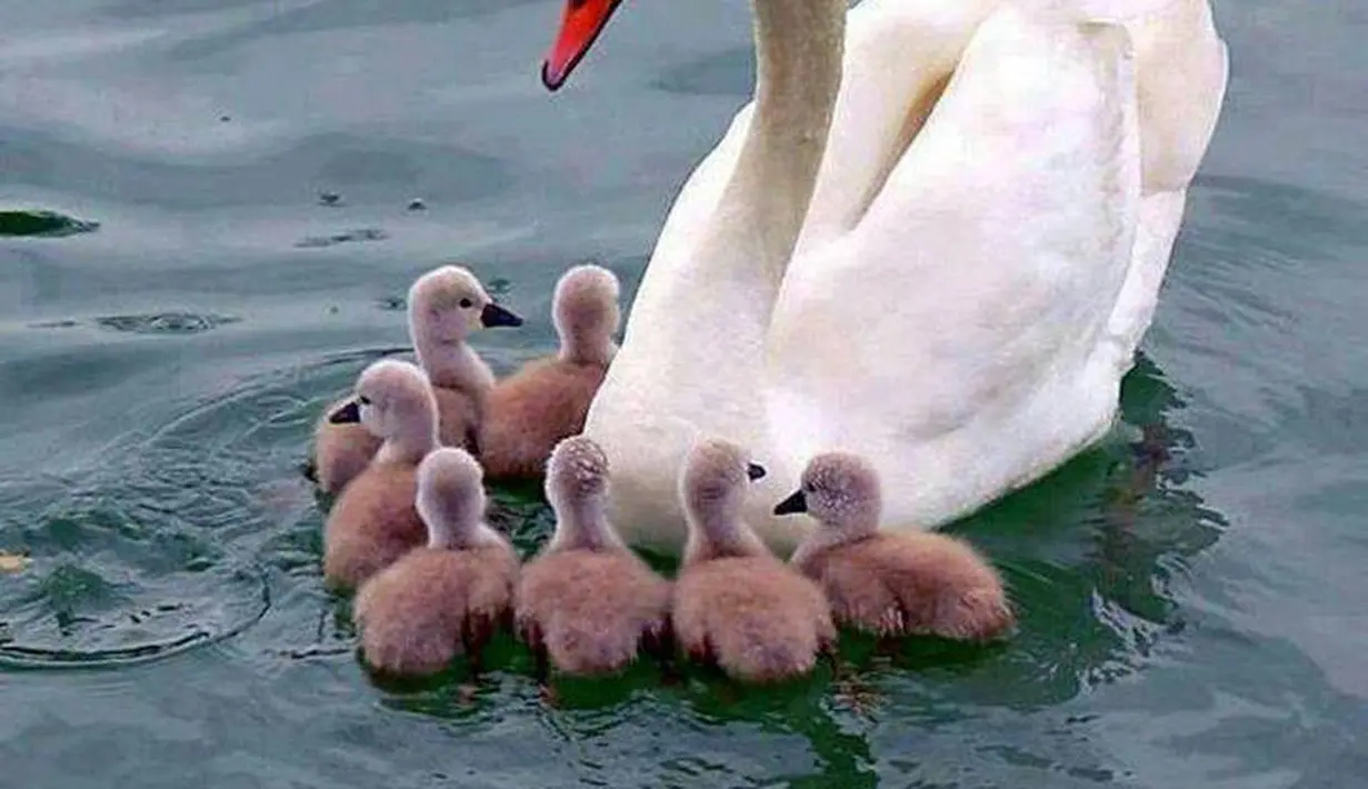 Potret Hangat Keluarga Burung Cantik Angsa di Alam Liar - Photo Fimela.com