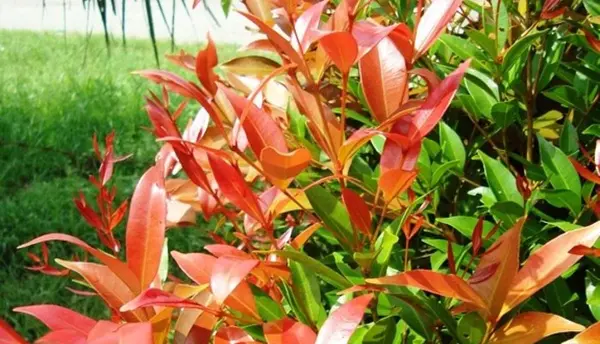 Profil dan Agama Arda Guler, ‘Messi’ dari Turki yang Kini Bergabung dengan Real Madrid ...