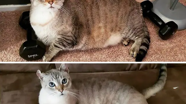 8 Potret Keren Transformasi Kucing Obesitas jadi Kurus - Citizen6 ...