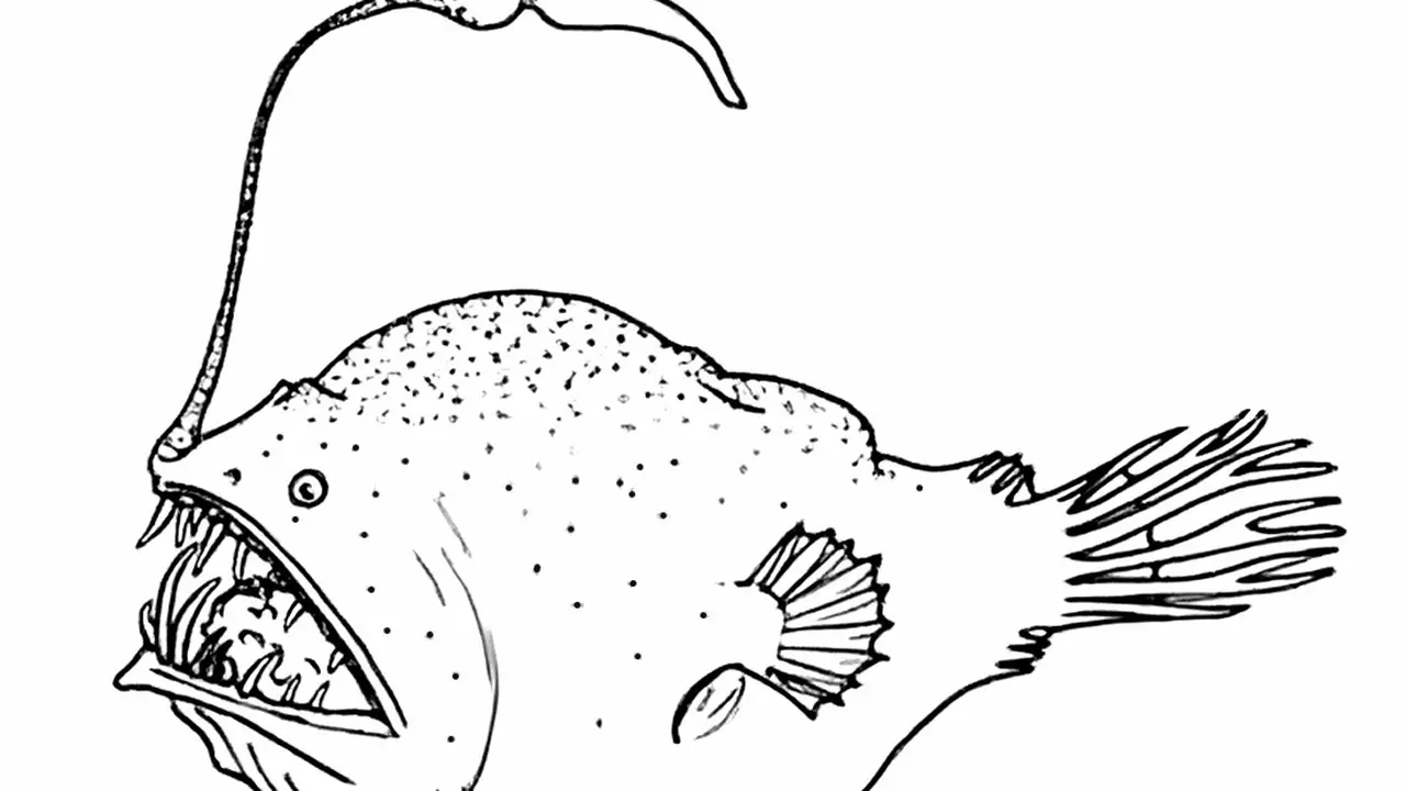 Viral Anglerfish Ikan Laut Dalam Berenang ke Permukaan, Apa Sebabnya ...