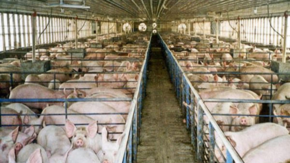 Apa Itu African Swine Fever atau ASF, Virus yang Ditemukan pada Dua ...