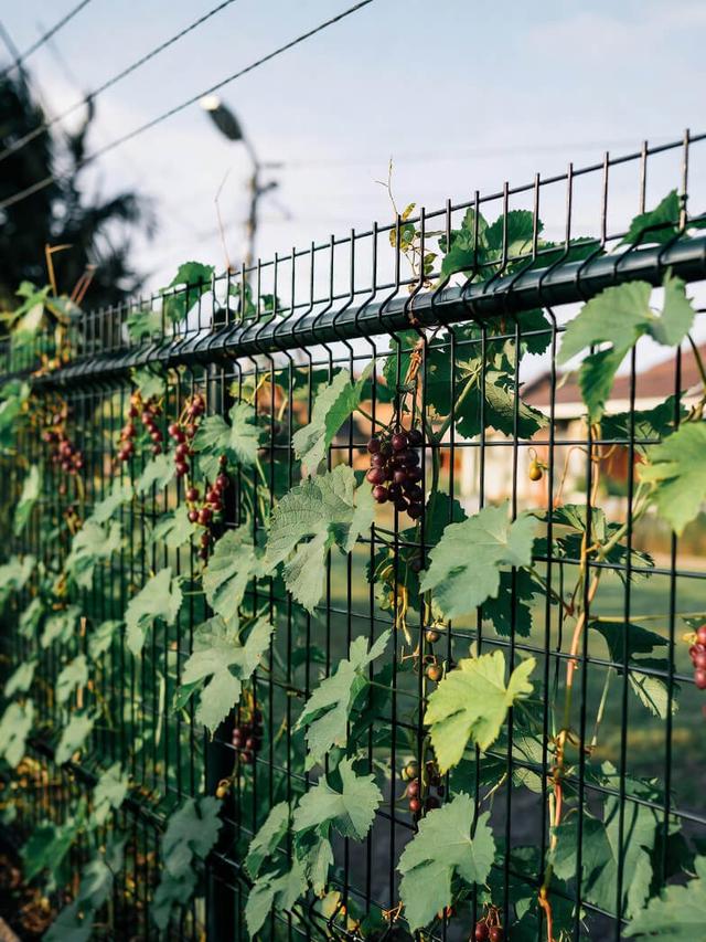10 Model Pagar Rumah Tanaman Rambat Hidup Konsep Green Fence, Bikin Asri