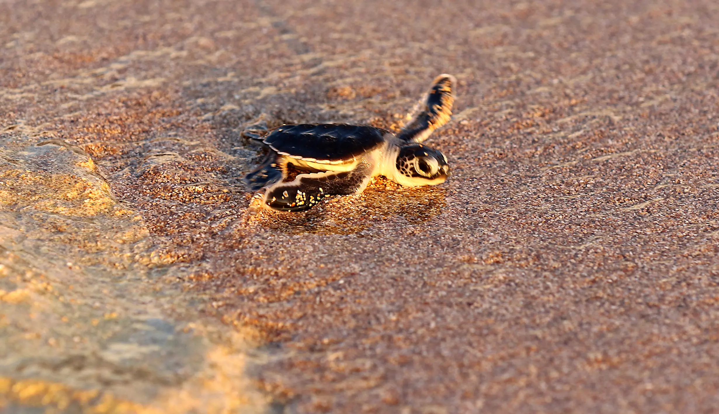 FOTO: Menyaksikan Pelepasliaran Bayi Penyu Langka di Pantai Lebanon ...