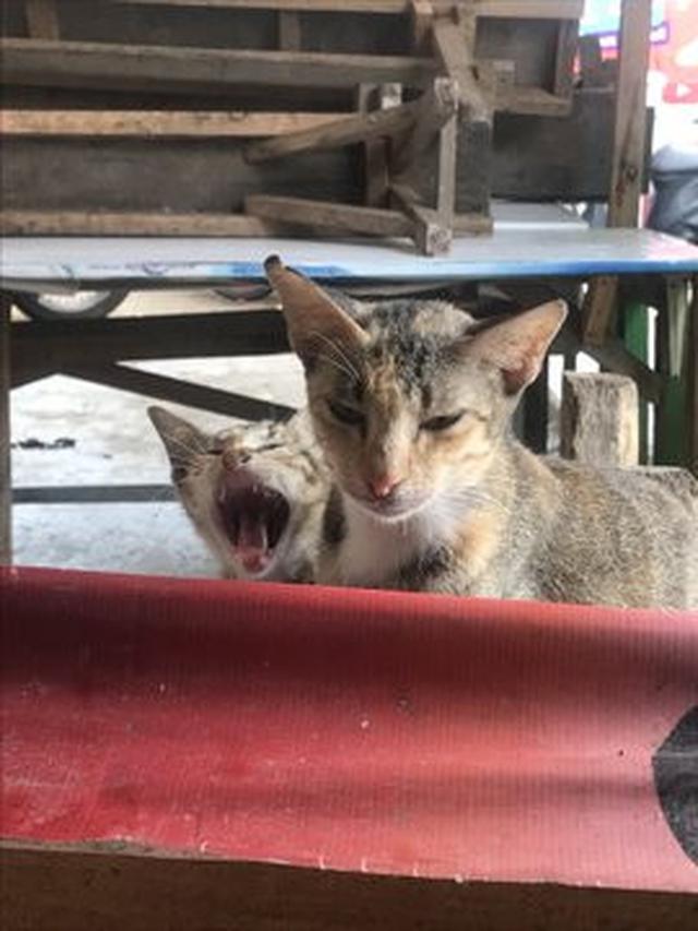 6 Ekspresi Kucing Menguap Ngantuk Ini Bikin Gemas Lihatnya - Hot ...